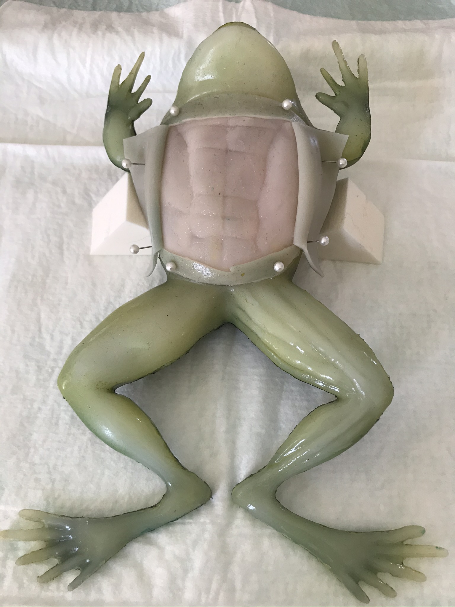 Frog Dissection Model Rescuecritters Frog Dissection Model Rescuecritters