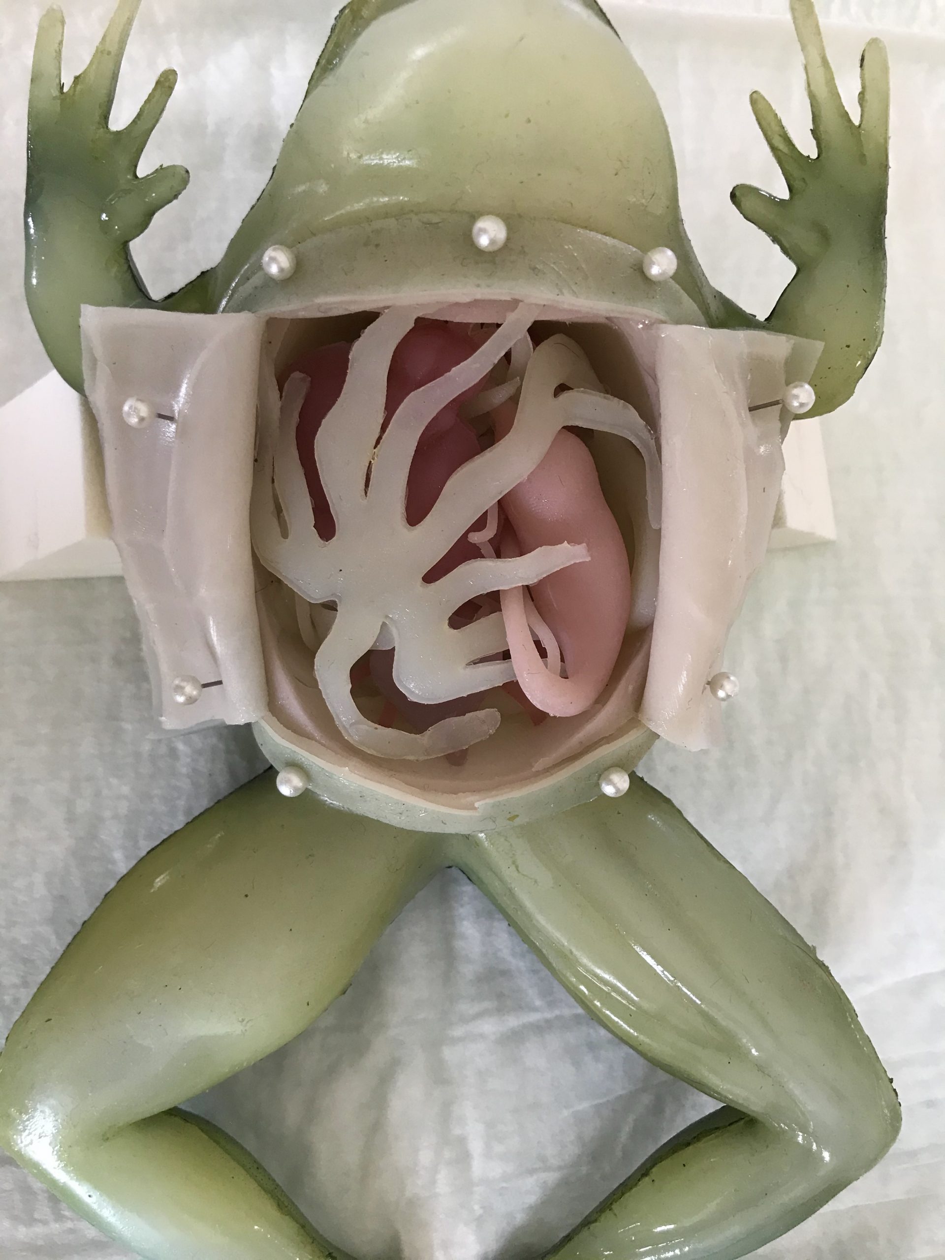 Frog Dissection Model Rescuecritters